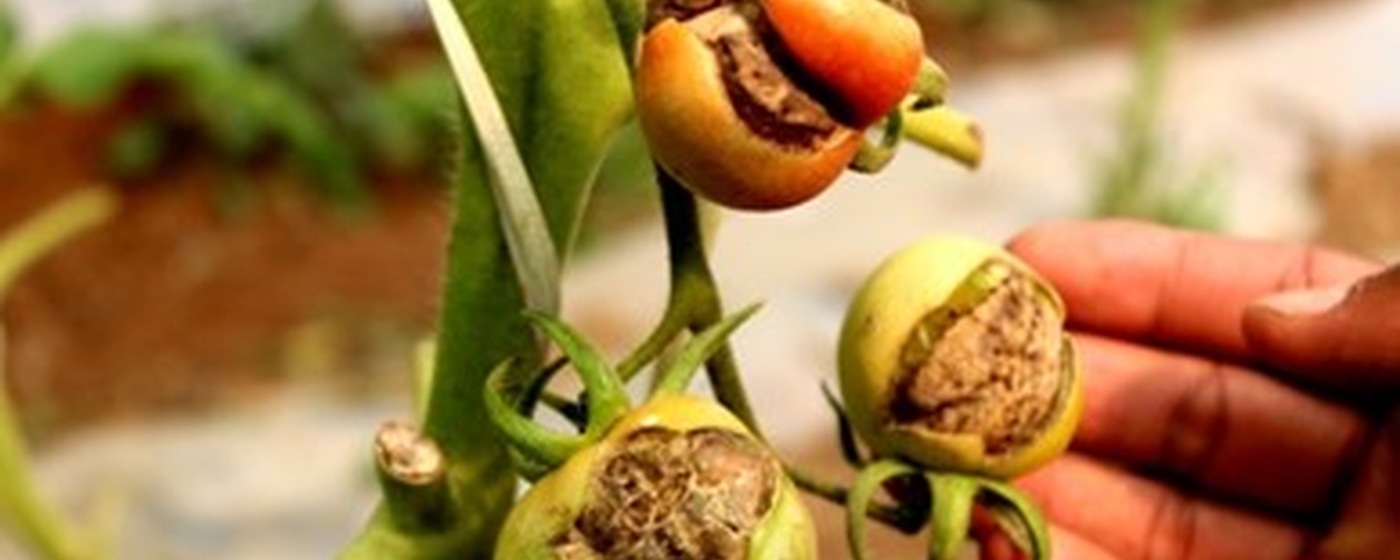 IPPC - International Plant Protection Convention