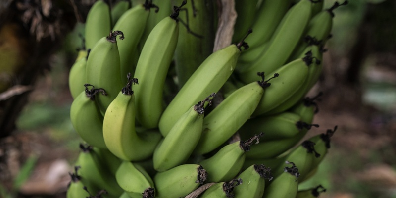 Devastating banana disease reported in Peru - International Plant ...
