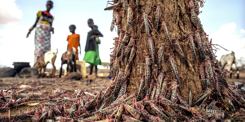 Controlling a Desert Locust upsurge and its threat to food security ...